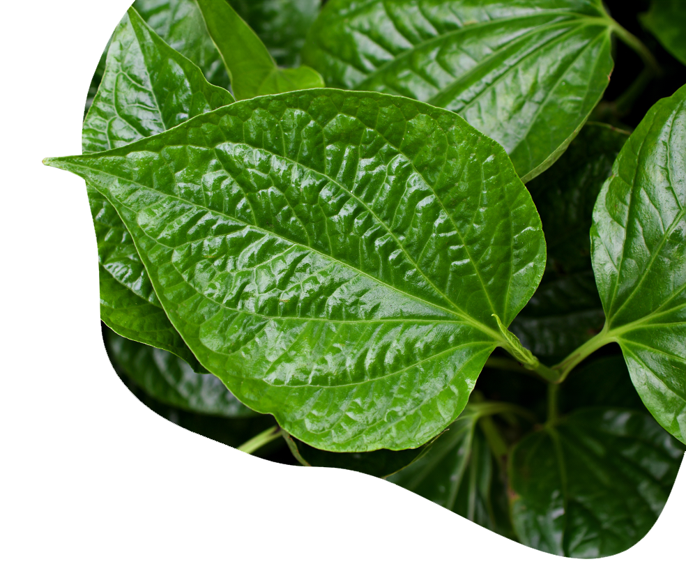 Kava Explained: How It Enhances Relaxation and Connection - Vivazen®